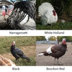 Celebrating 250: Heritage Turkeys in American History - The Livestock ...