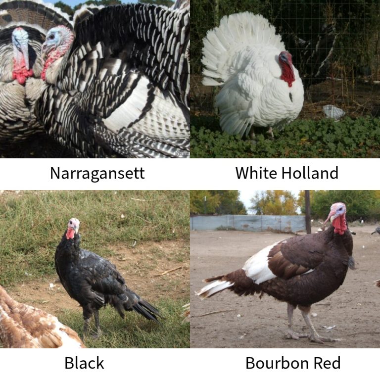 Celebrating 250: Heritage Turkeys in American History - The Livestock ...