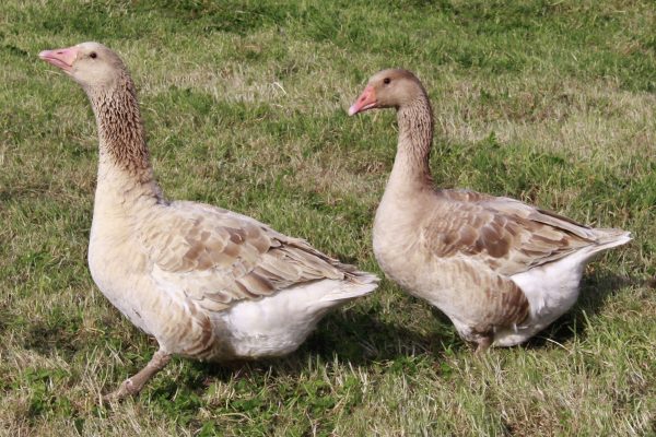 Heritage Geese in American History: A Legacy Worth Preserving - The ...