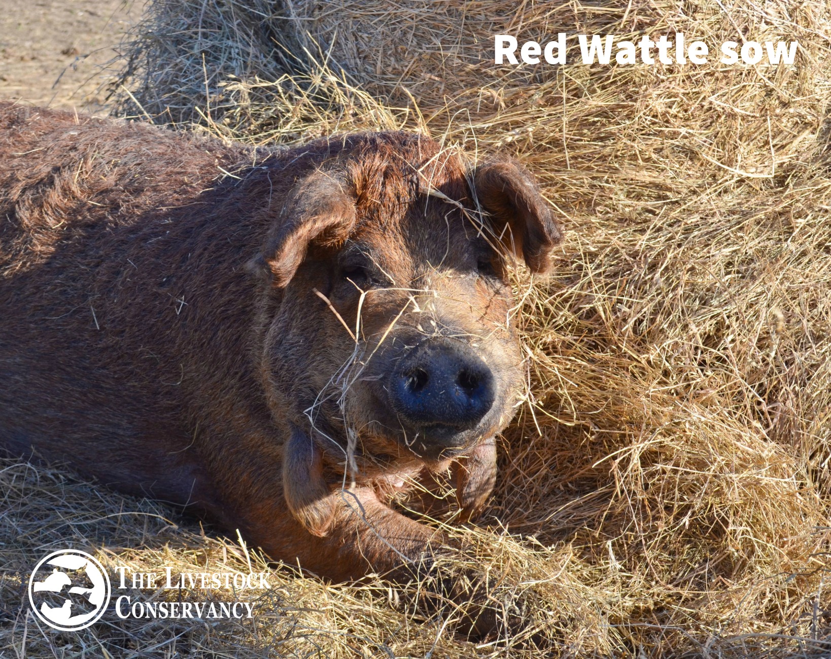 Heritage Pigs in American History - The Livestock Conservancy