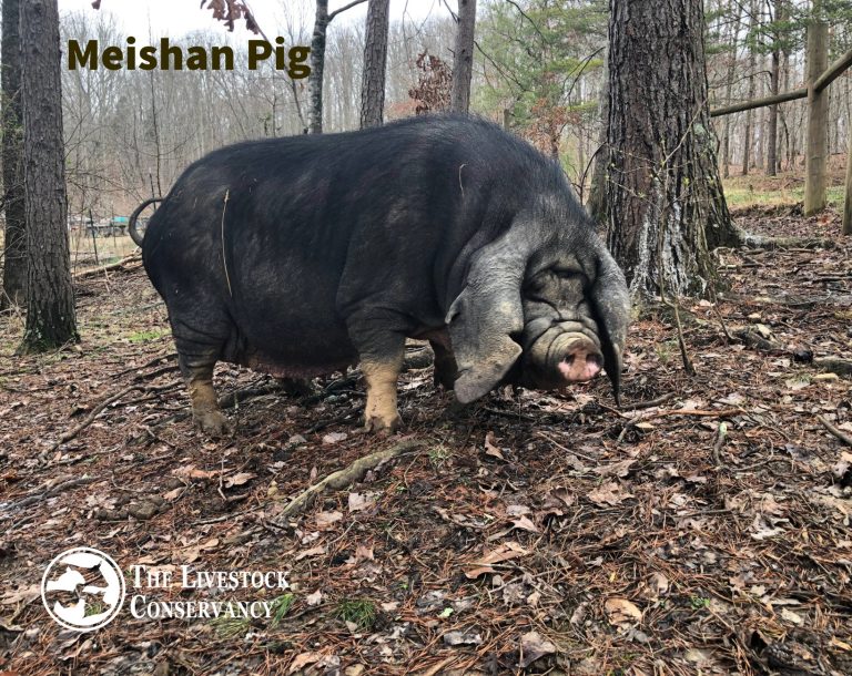 Heritage Pigs in American History - The Livestock Conservancy
