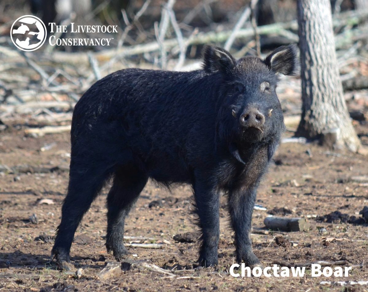 Heritage Pigs in American History - The Livestock Conservancy