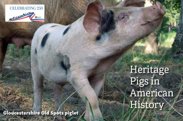 A Brief History of Goat Domestication - The Livestock Conservancy