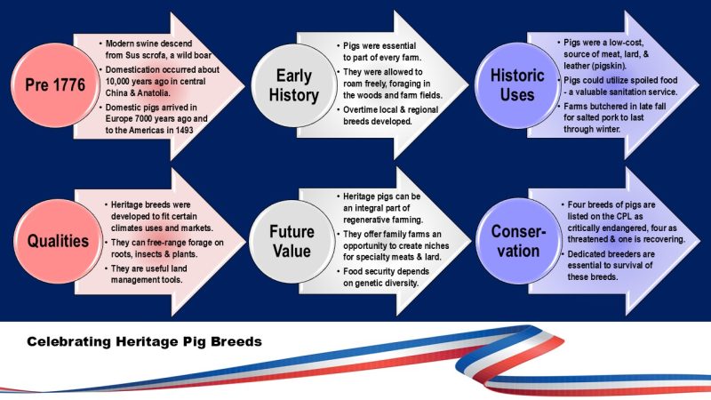 Heritage Pigs in American History - The Livestock Conservancy