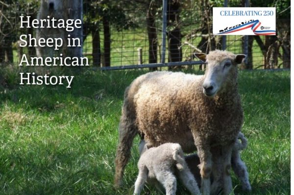 A Brief History of Goat Domestication - The Livestock Conservancy