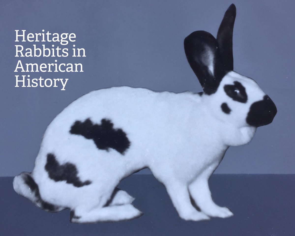 Silver Fox rabbit Archives - The Livestock Conservancy