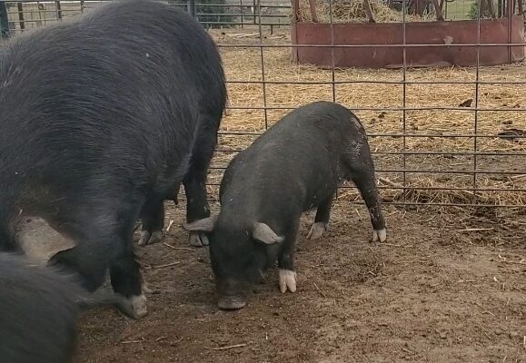 Herd Dispersal American Guinea Hogs - The Livestock Conservancy