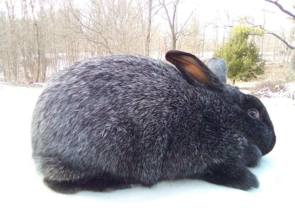 Listings - The Livestock Conservancy